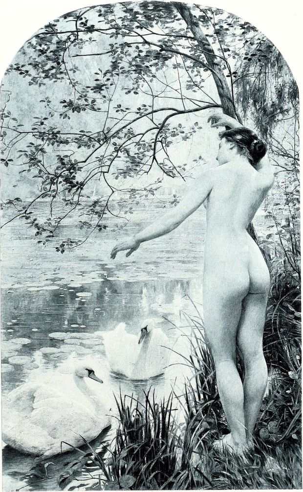 The Swans Damga211