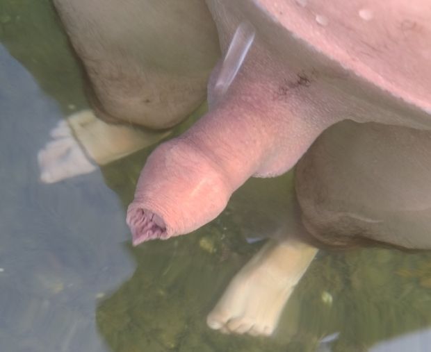 Under Water Hunman35