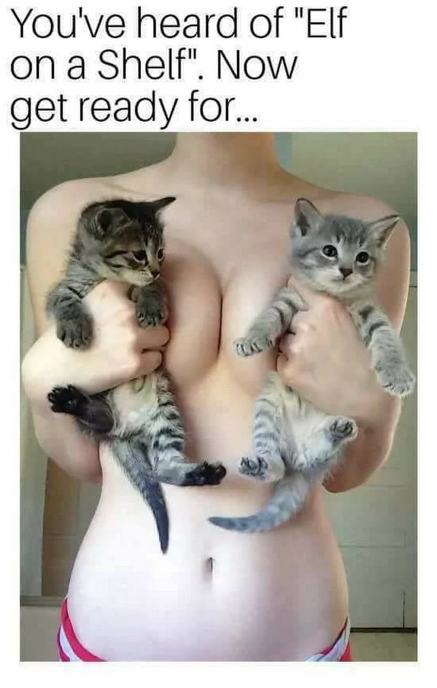 Kitties On Titties Aslan13
