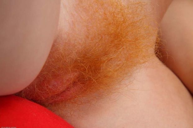 Belle Chatte Rousse Poilue Drno34600