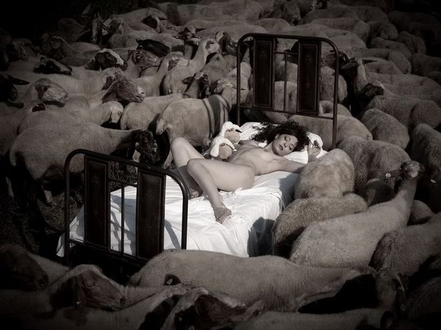 Counting Sheep Djw137
