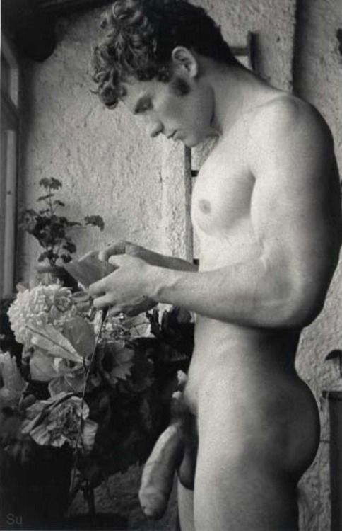 Mico Donato By John S Barrington 1960s Phnix