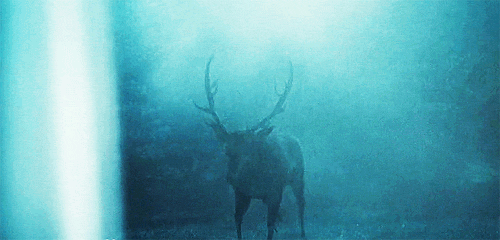 Stag Jackfrawst
